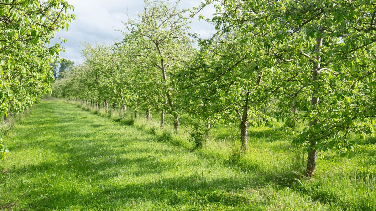 The First Natural Agriculture Apple Farm Takes Root in Ireland – Shumei ...